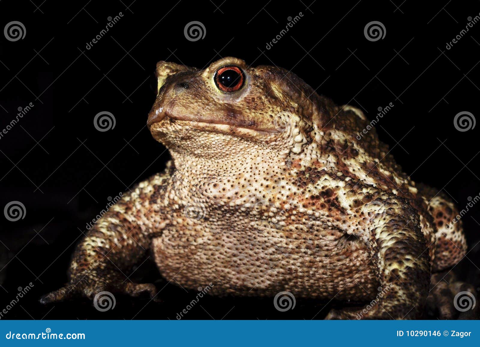 Brown toad stock photo. Image of black, large, isolated - 10290146