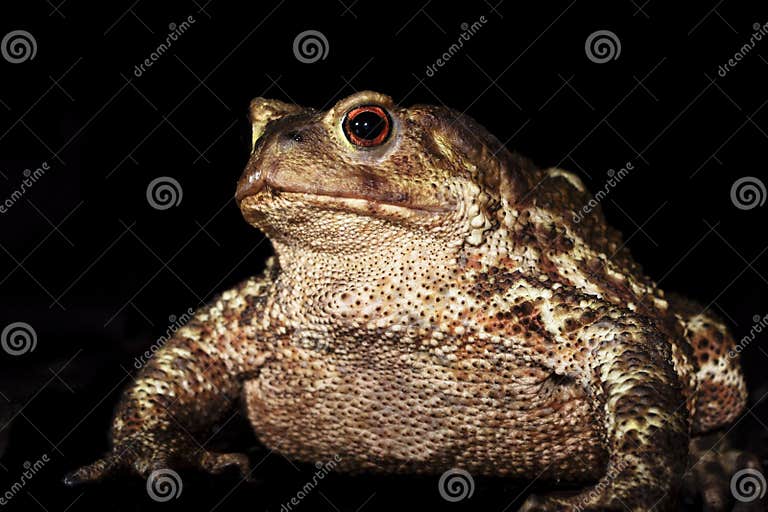 Brown toad stock photo. Image of black, large, isolated - 10290146