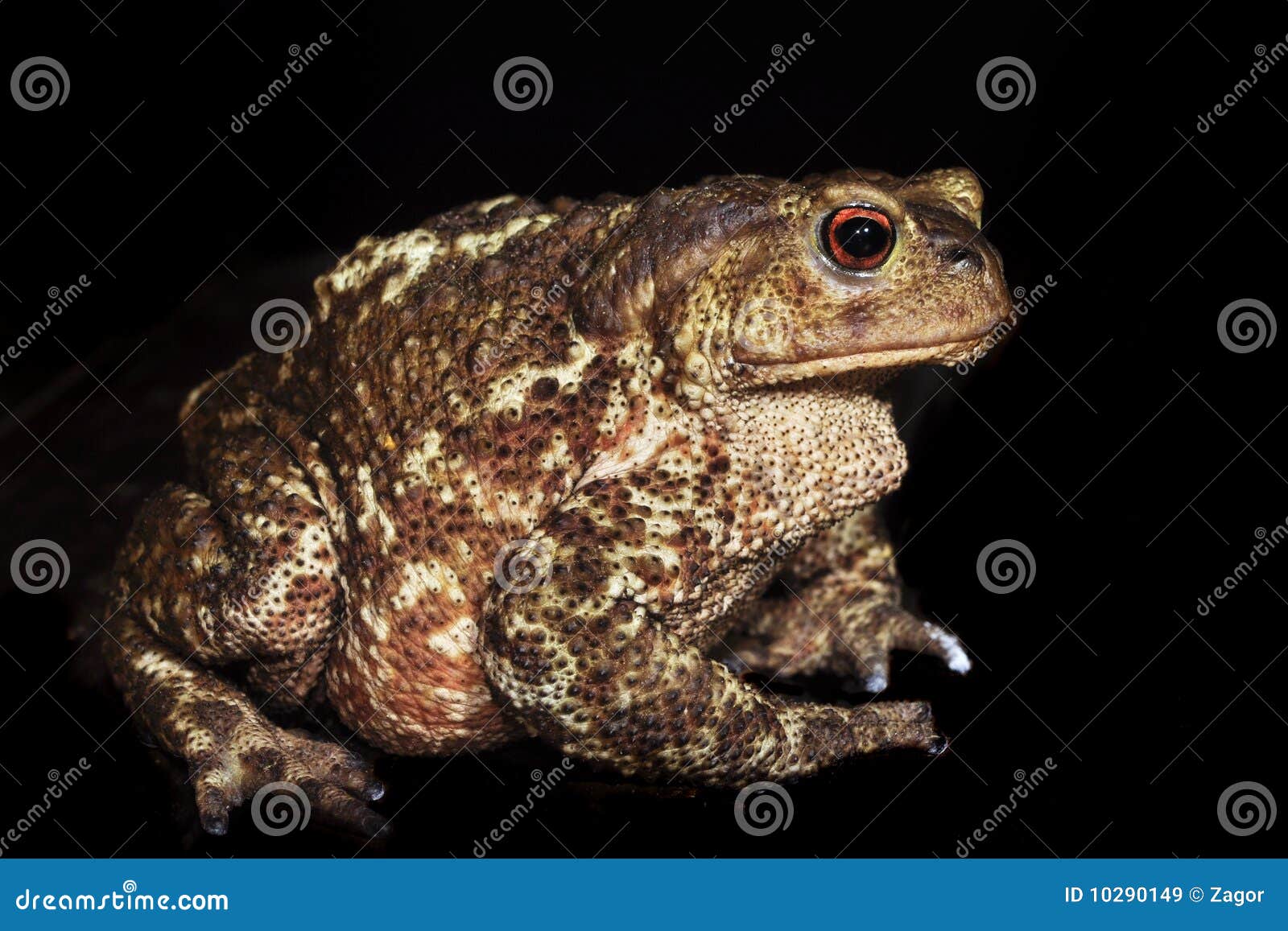 Brown toad stock image. Image of bullfrog, body, isolated - 10290149