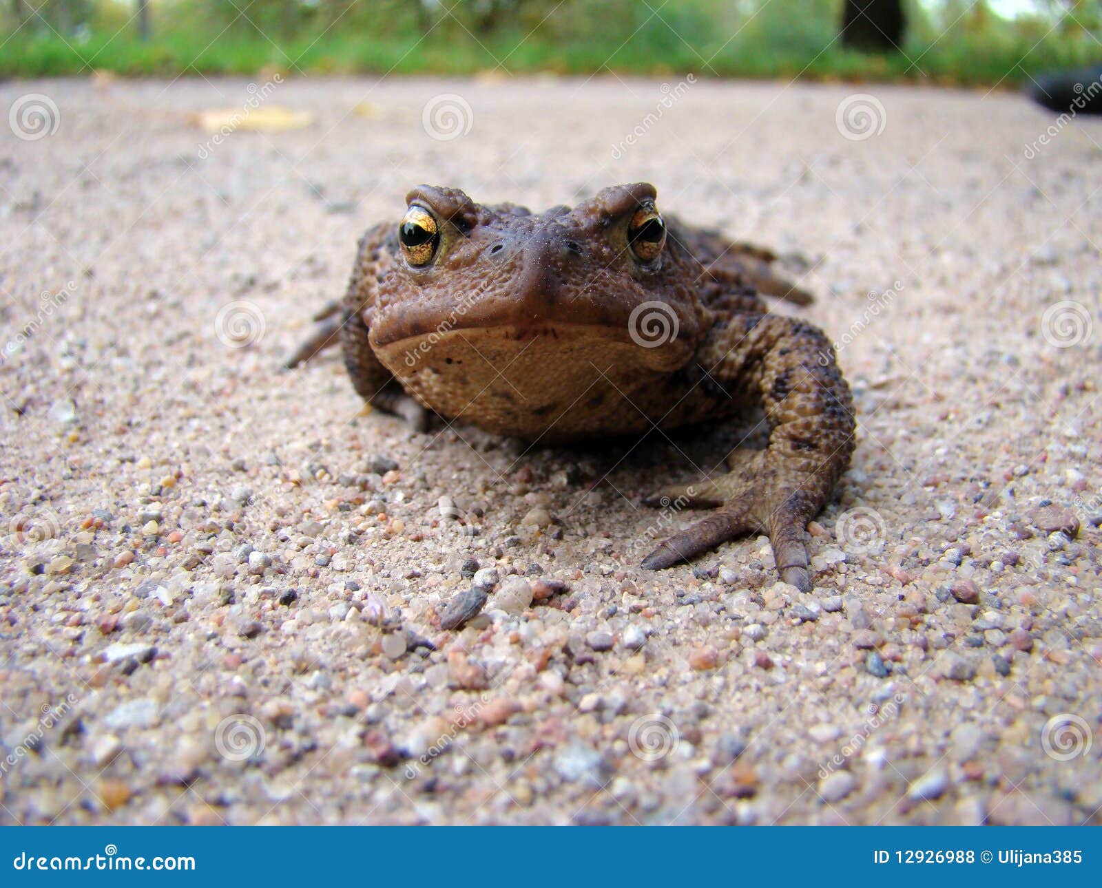 Brown toad stock photo. Image of feet, bumpy, isolated - 12926988