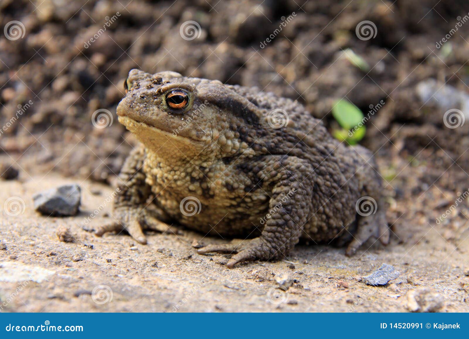 The brown Toad stock image. Image of mouth, organism - 14520991