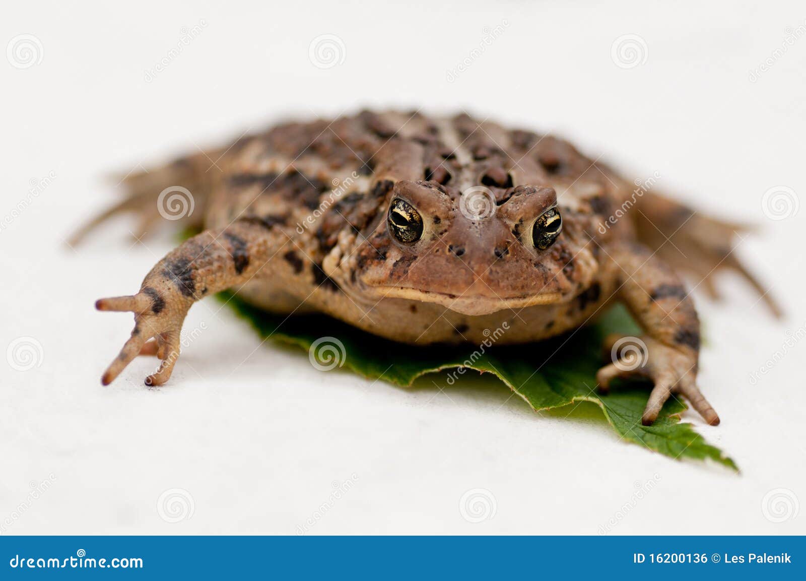 Brown toad stock photo. Image of legs, white, green, fauna - 16200136