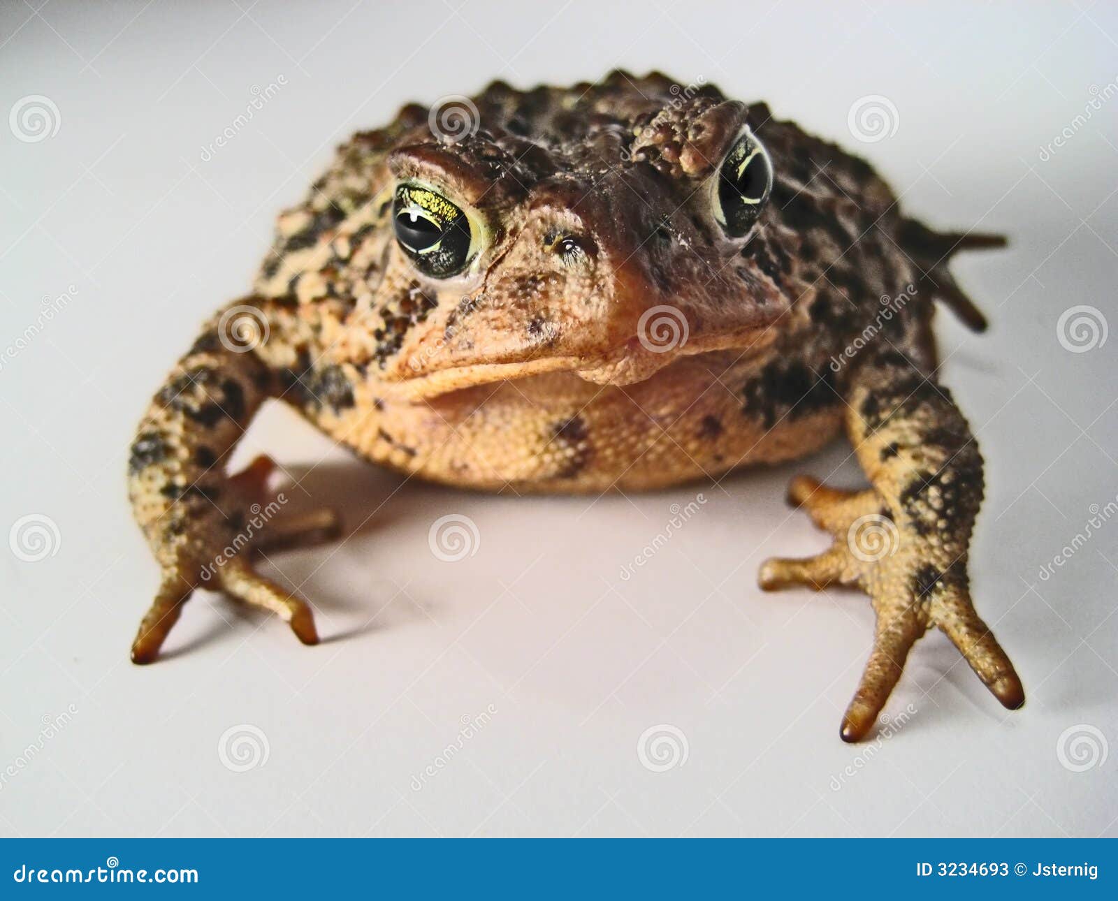 Brown Toad stock image. Image of head, wildlife, creature - 3234693