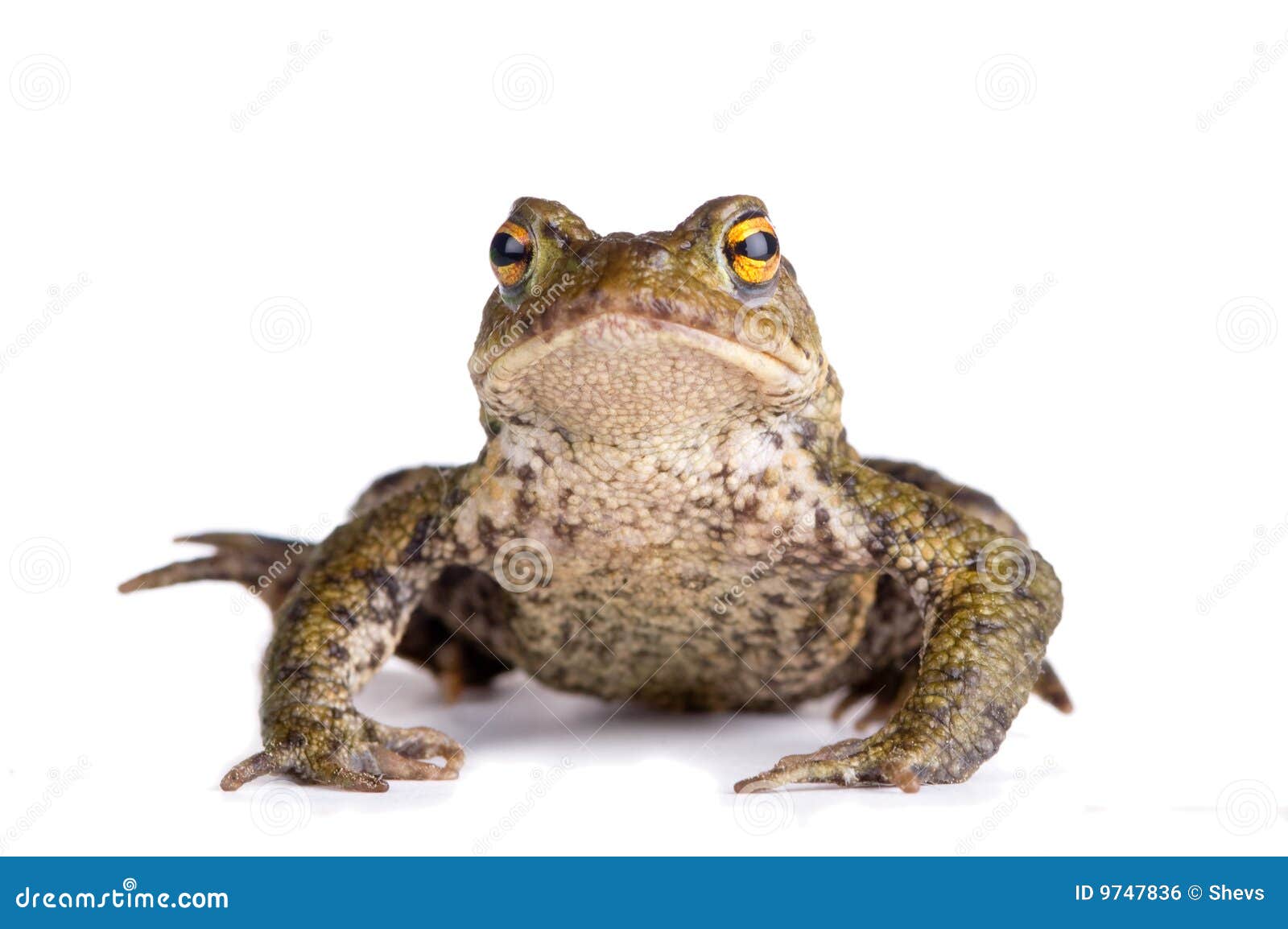 Brown toad stock photo. Image of nature, white, brown - 9747836