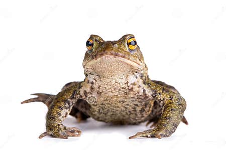 Brown toad stock photo. Image of nature, white, brown - 9747836