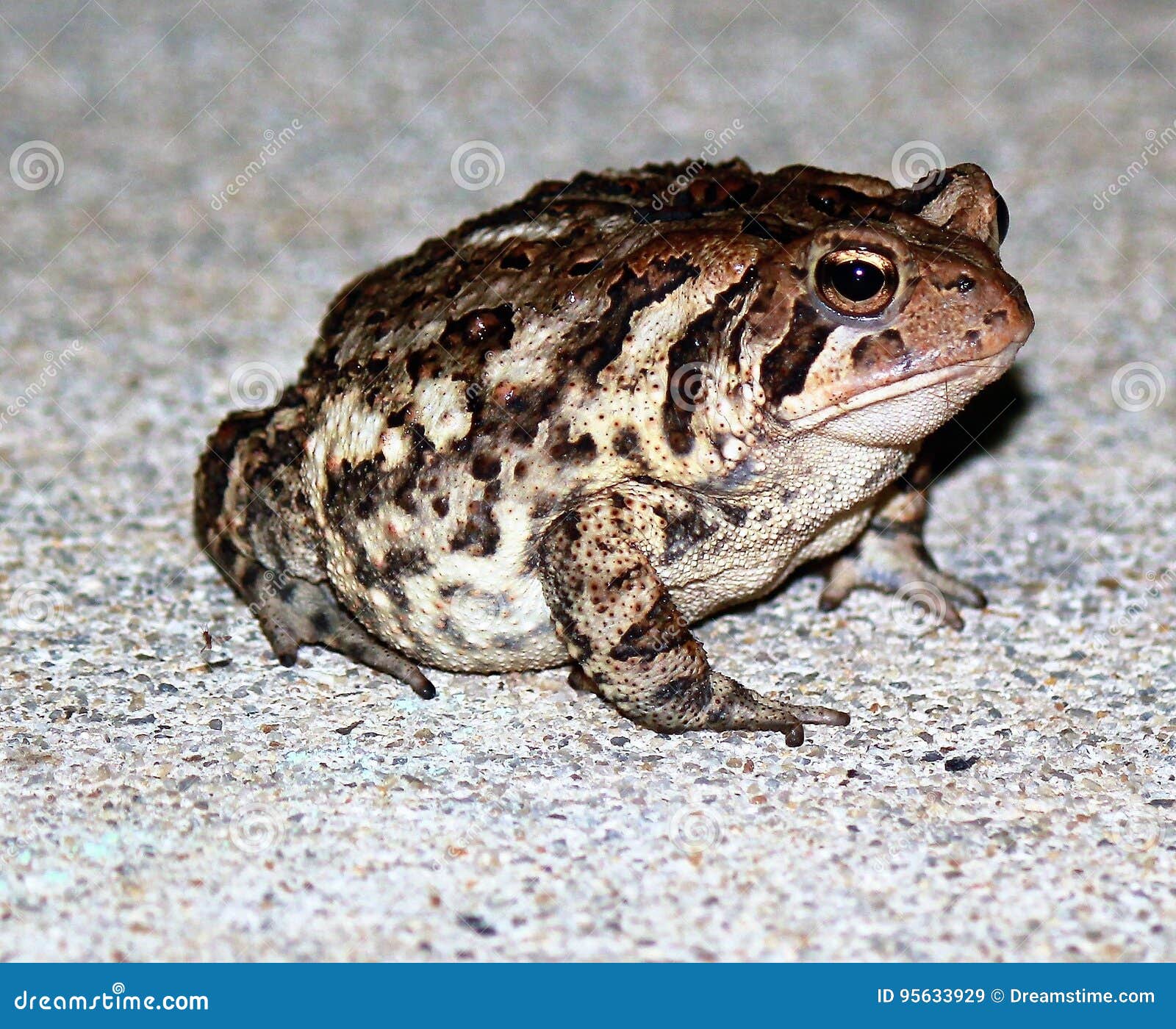 Brown Toad stock image. Image of jump, toad, outside - 95633929