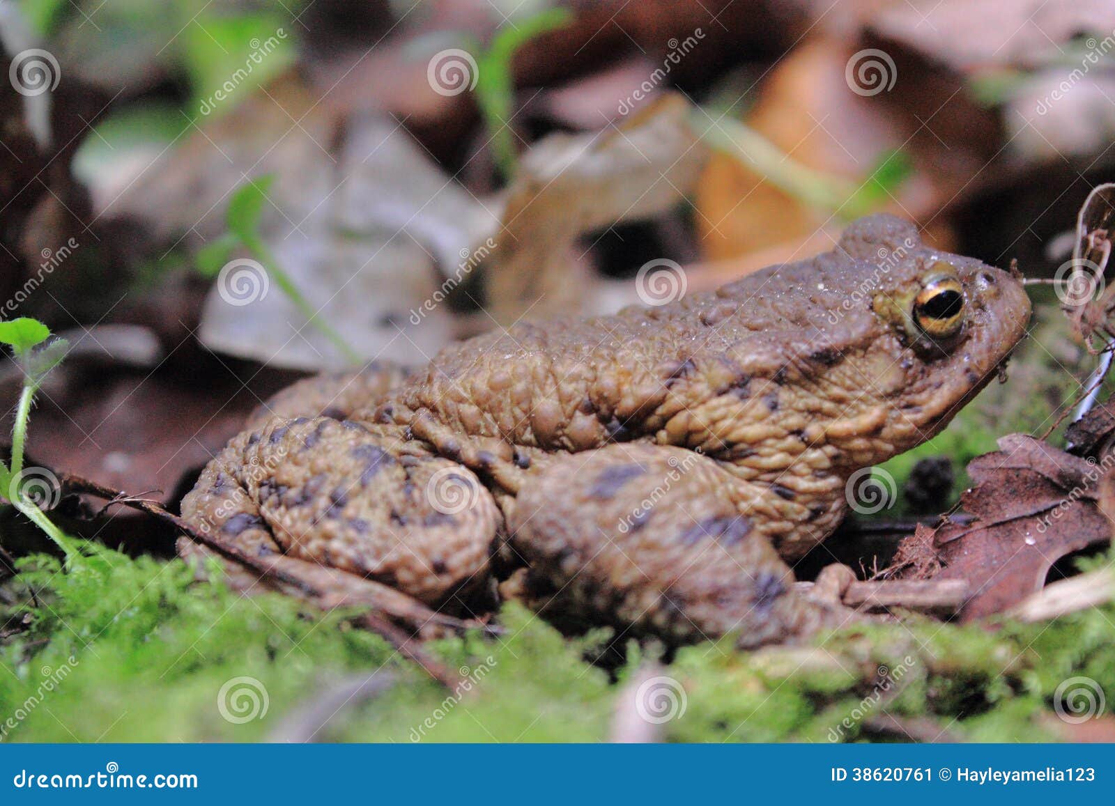 Brown Toad stock image. Image of reptile, nature, brown - 38620761
