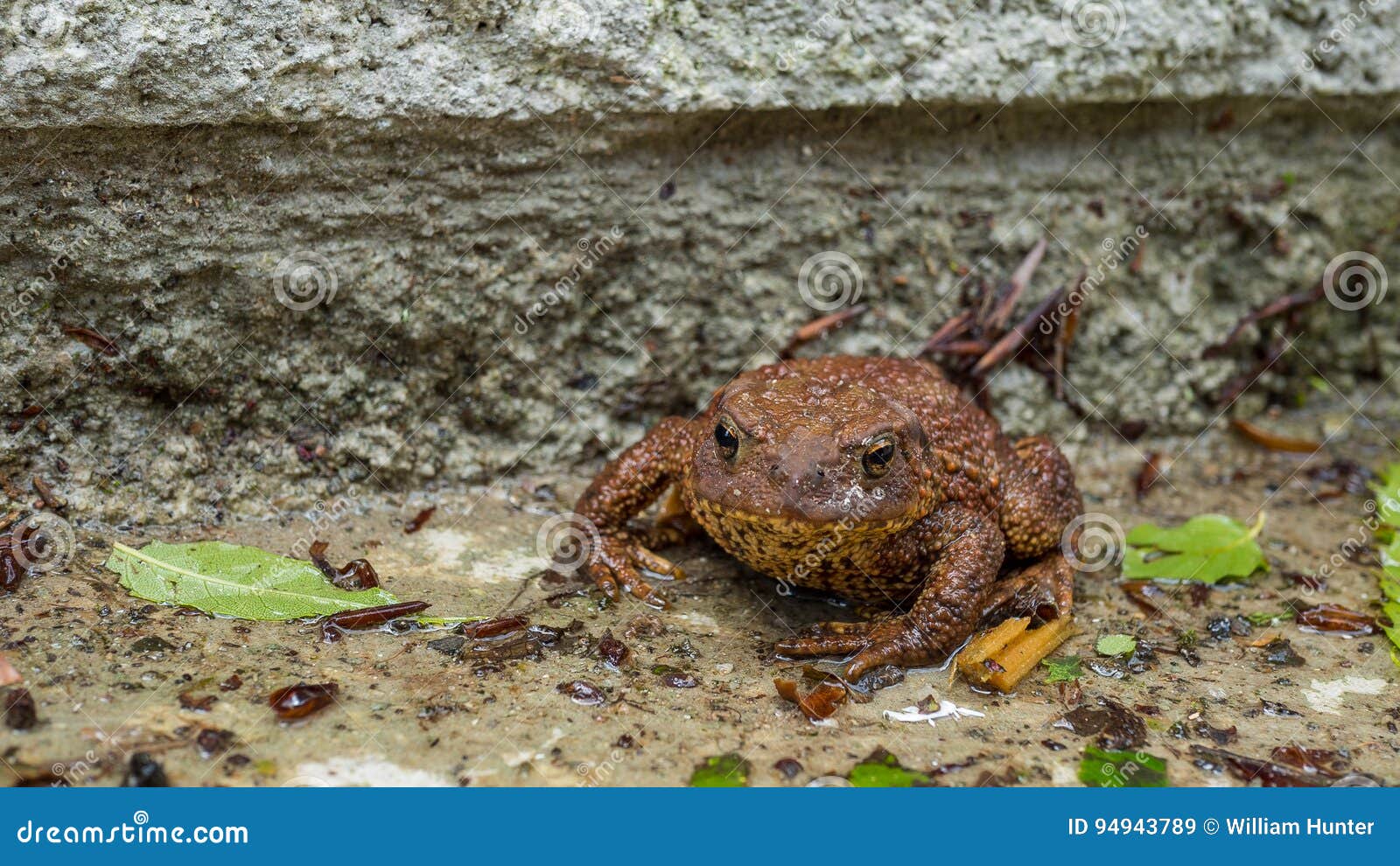 Brown Toad Enjoying the Wet Stock Image - Image of hiking, hibernation ...