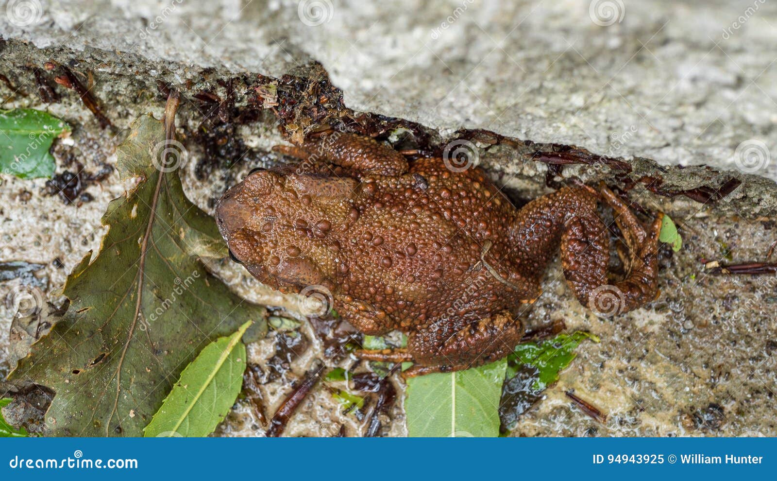 Brown Toad Enjoying the Wet Stock Image - Image of nature, bumpy: 94943925