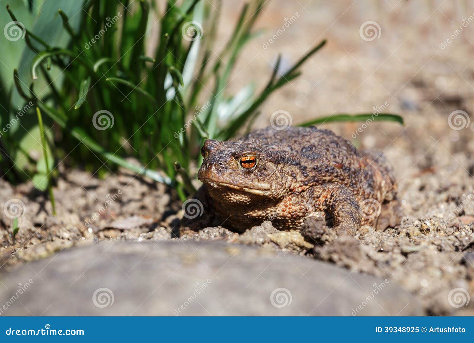 Brown toad in the garden stock image. Image of looking - 39348925