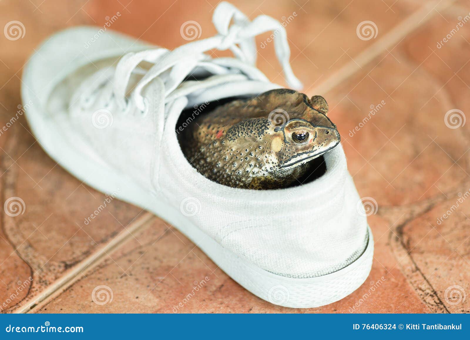 Brown toad stock photo. Image of pest, open, animal, joking - 76406324