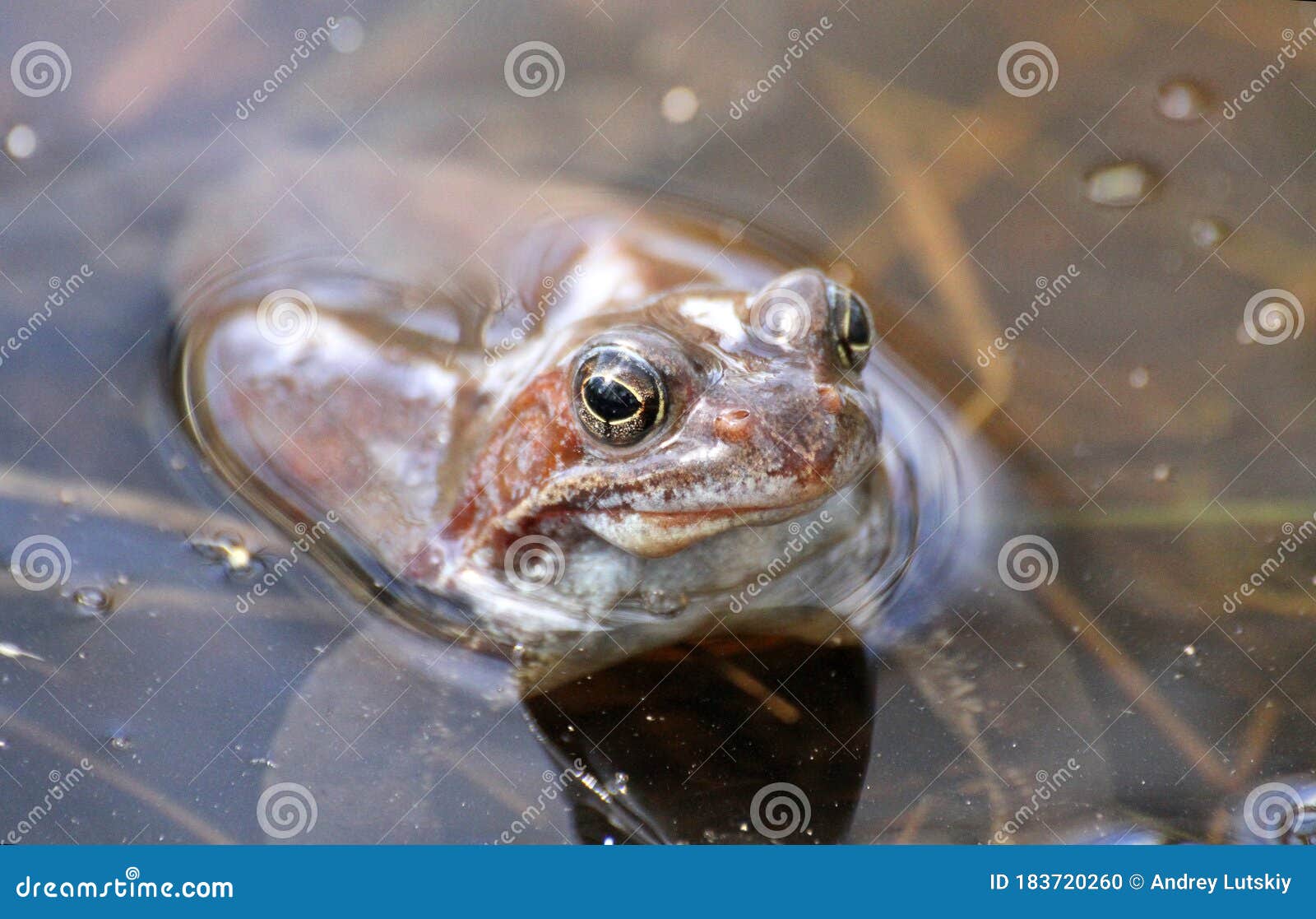 A Brown Toad with Large Eyes Sits in the Water Stock Photo - Image of ...