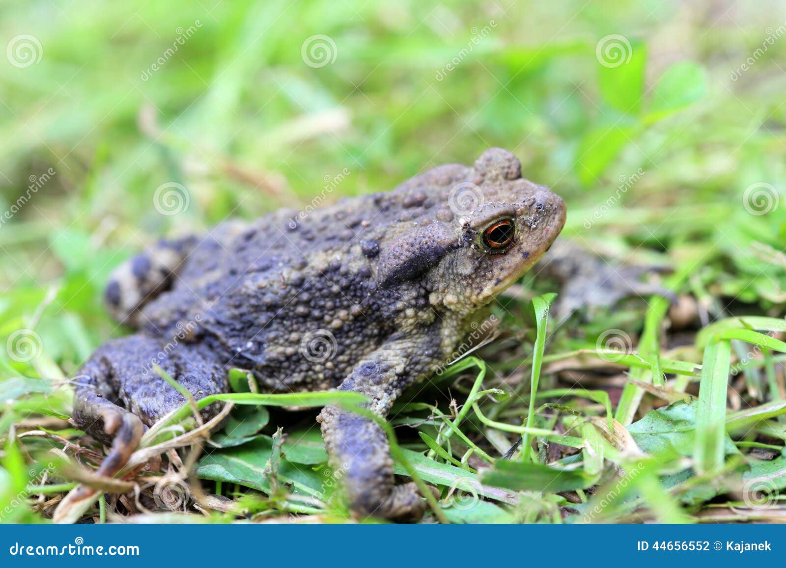 The brown Toad in Nature stock photo. Image of mouth - 44656552