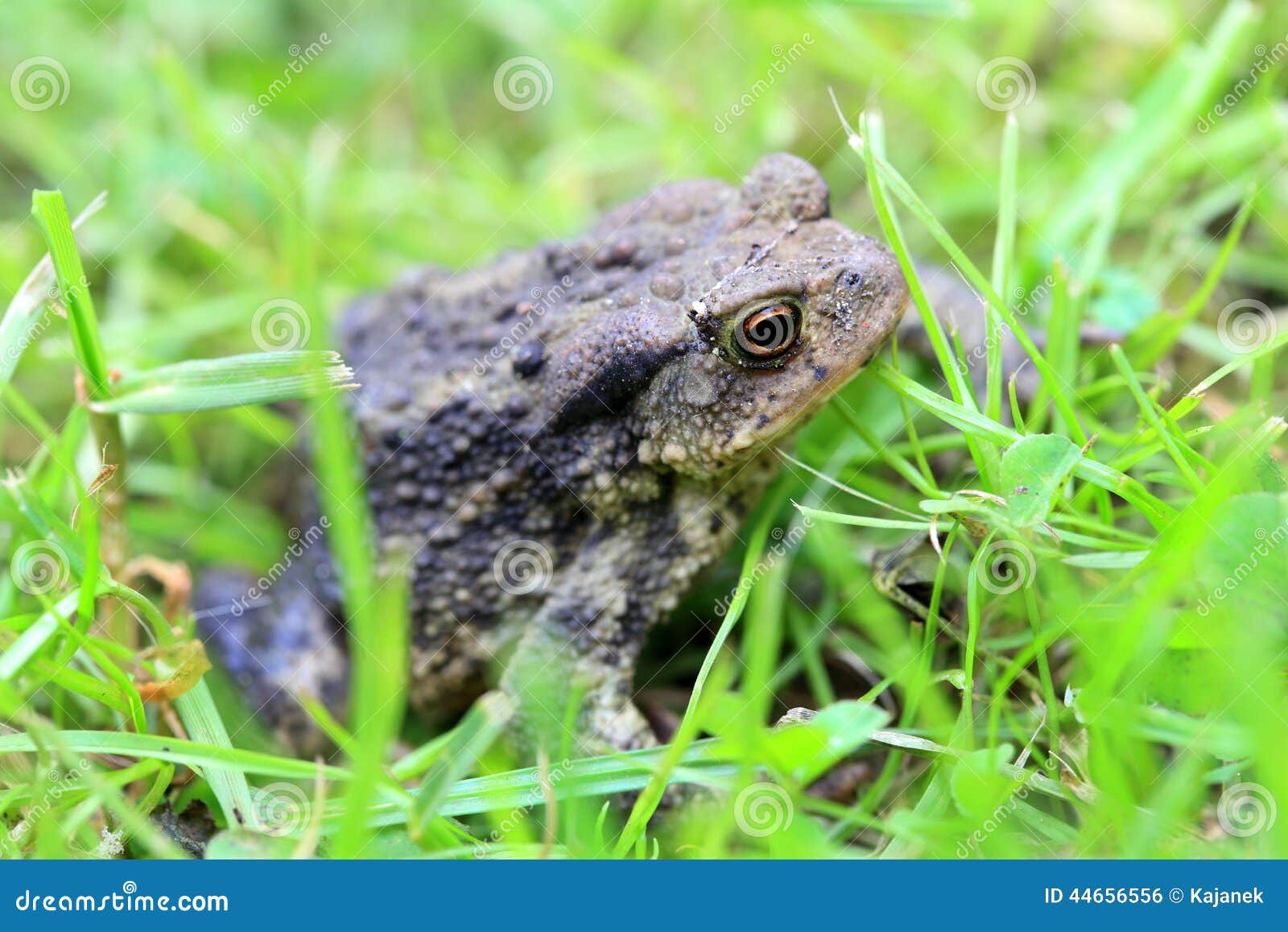 The brown Toad in Nature stock photo. Image of bufo, organism - 44656556