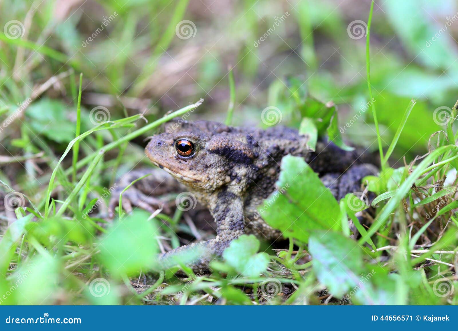 The brown Toad in Nature stock image. Image of brown - 44656571
