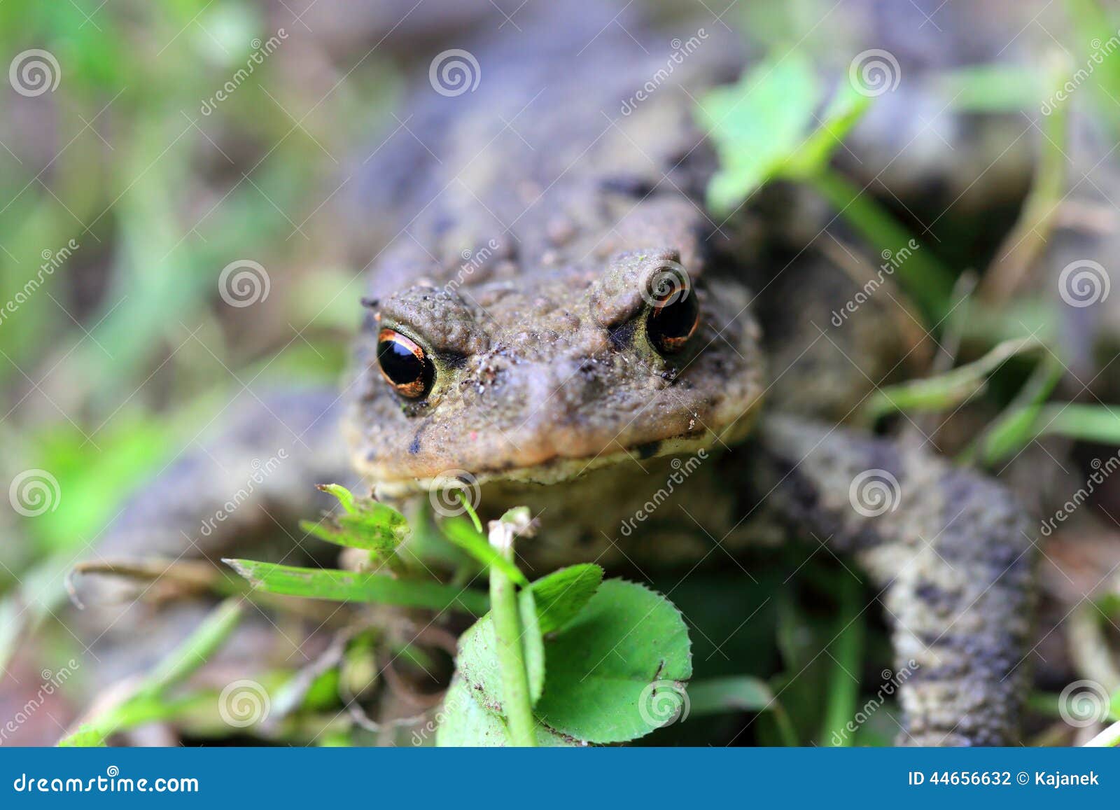 The brown Toad in Nature stock photo. Image of skin, frog - 44656632