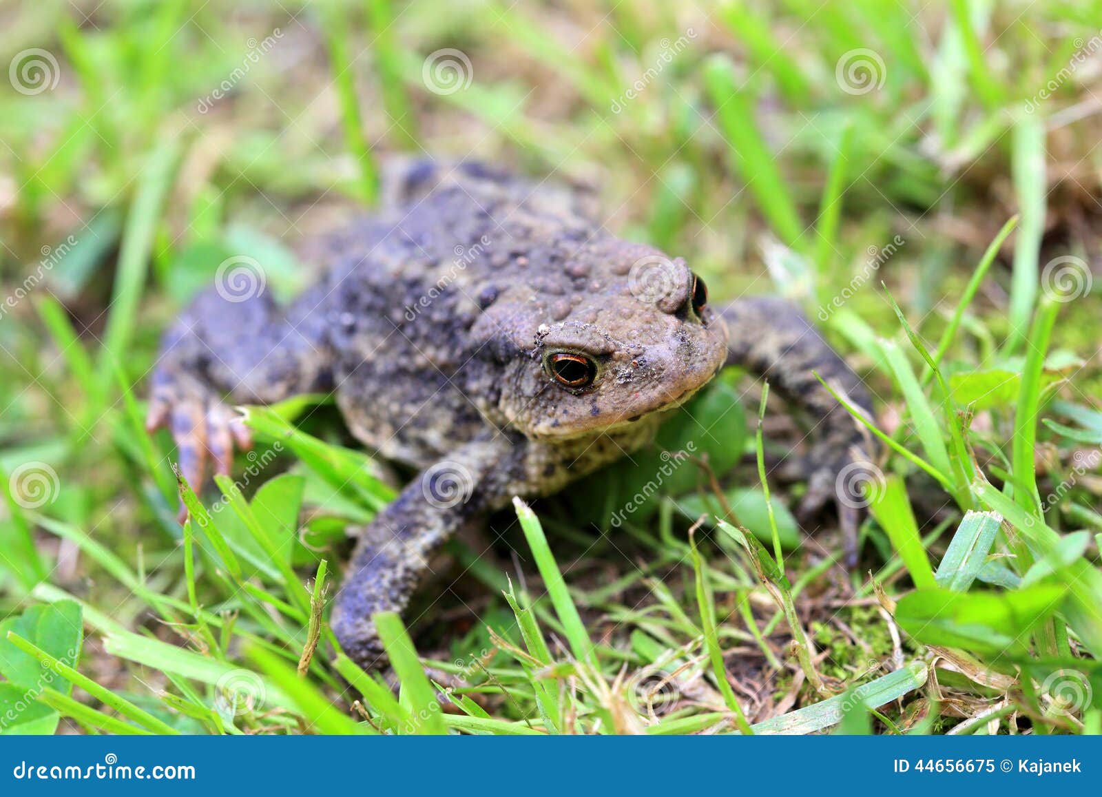 The brown Toad in Nature stock image. Image of biology - 44656675