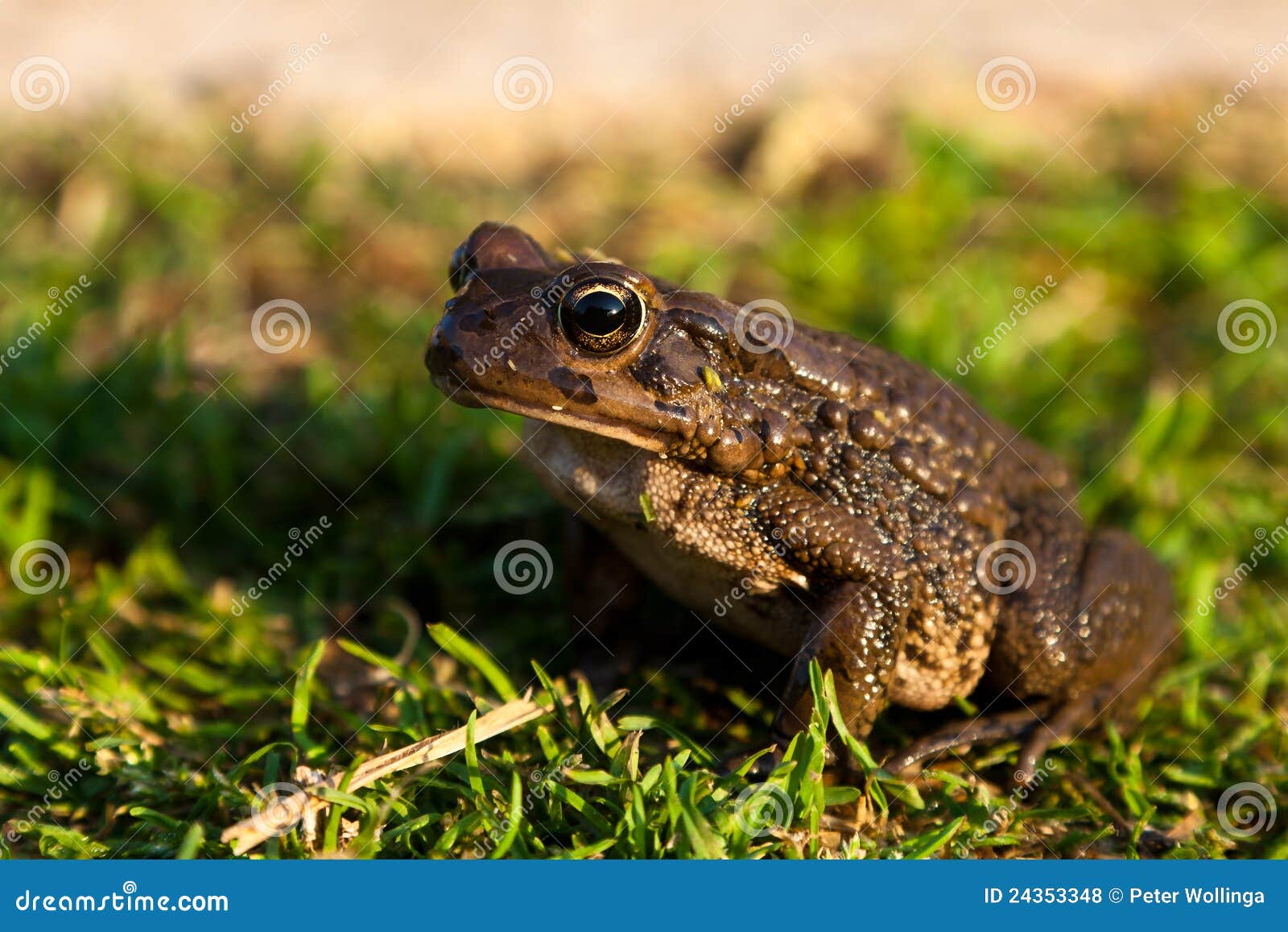 Brown Toad Sitting on the Grass Stock Photo - Image of grass, detail ...