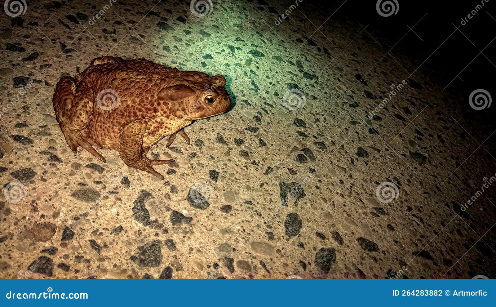 Brown Toad Sitting on Warm Cocrete at Night in the Dark Stock Photo ...