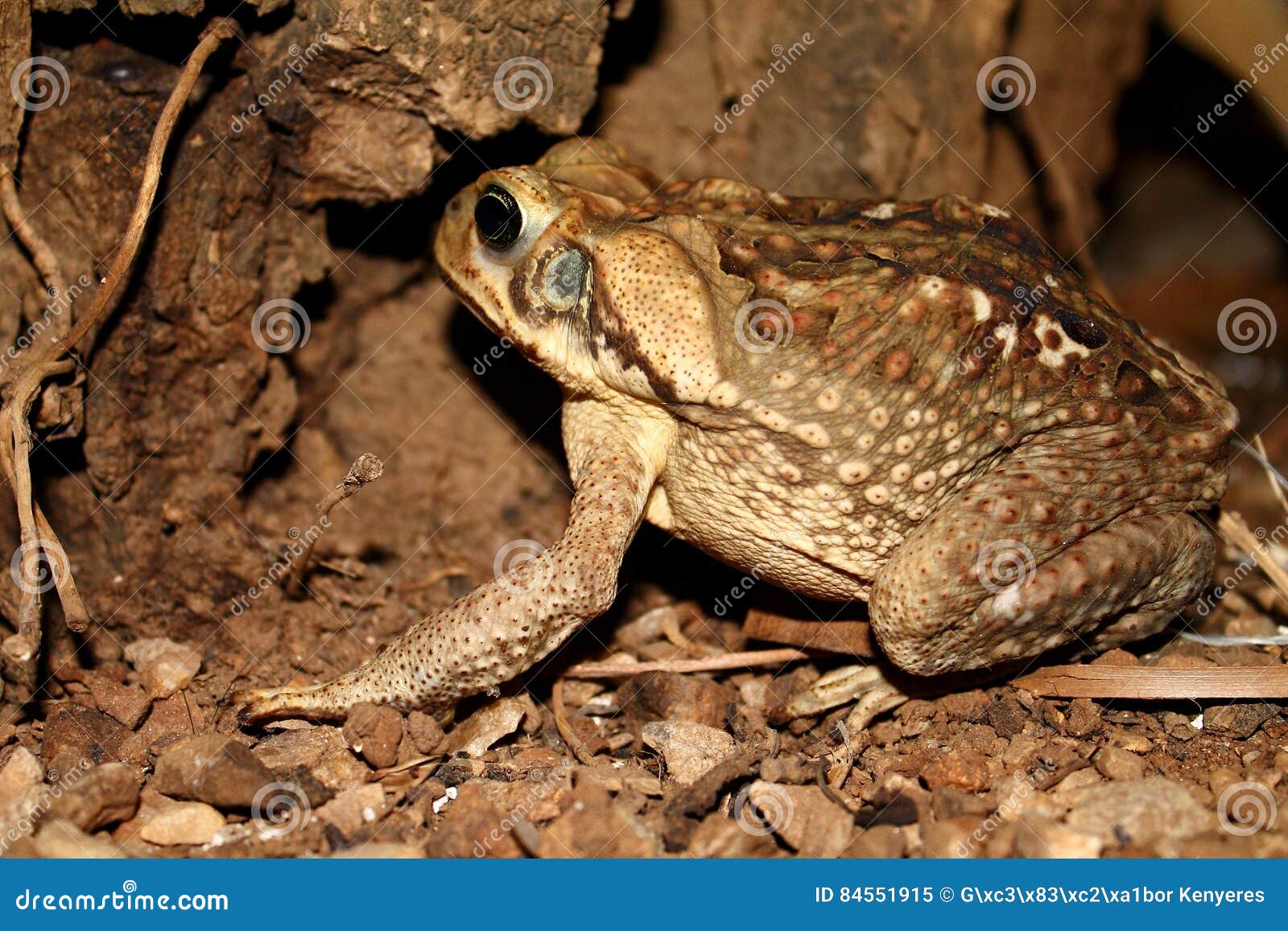Brown toad from Venezuela stock image. Image of detail - 84551915