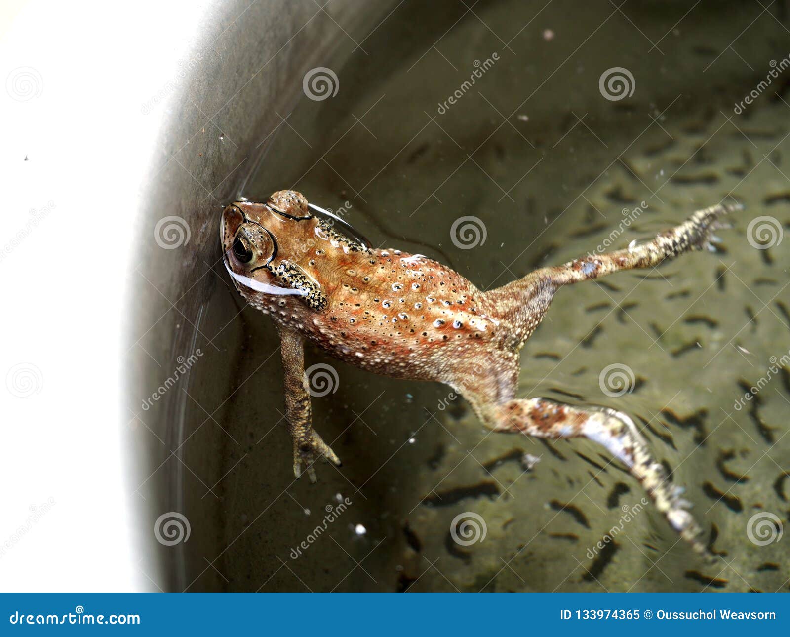 Brown toad in water stock image. Image of reflection - 133974365