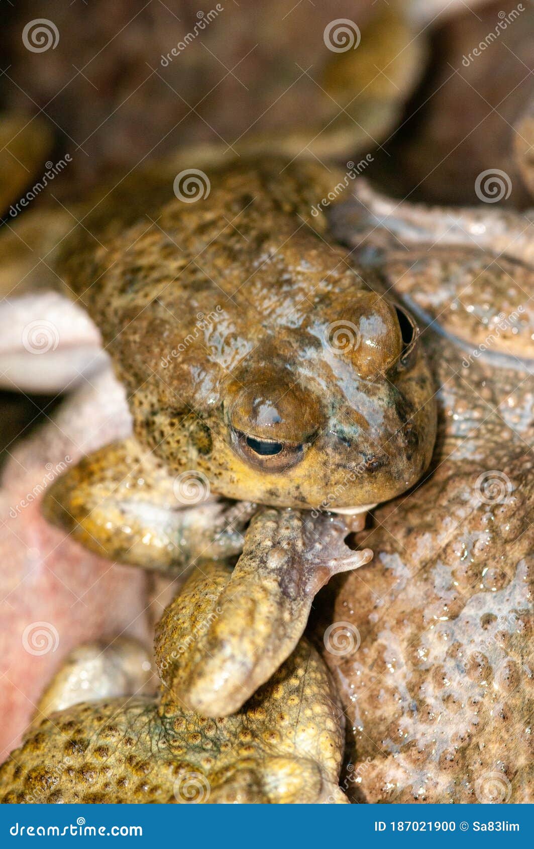 Brown Toads Frogs in a Water Stream, Oman Stock Photo - Image of oman ...