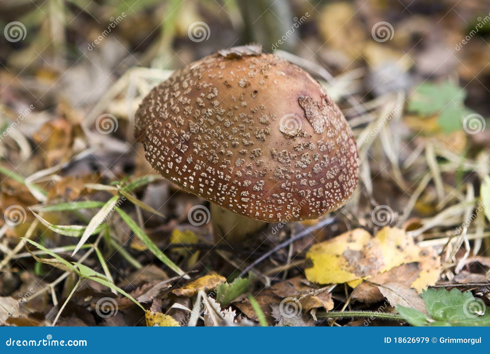 Brown toadstool stock image. Image of inedible, close - 18626979