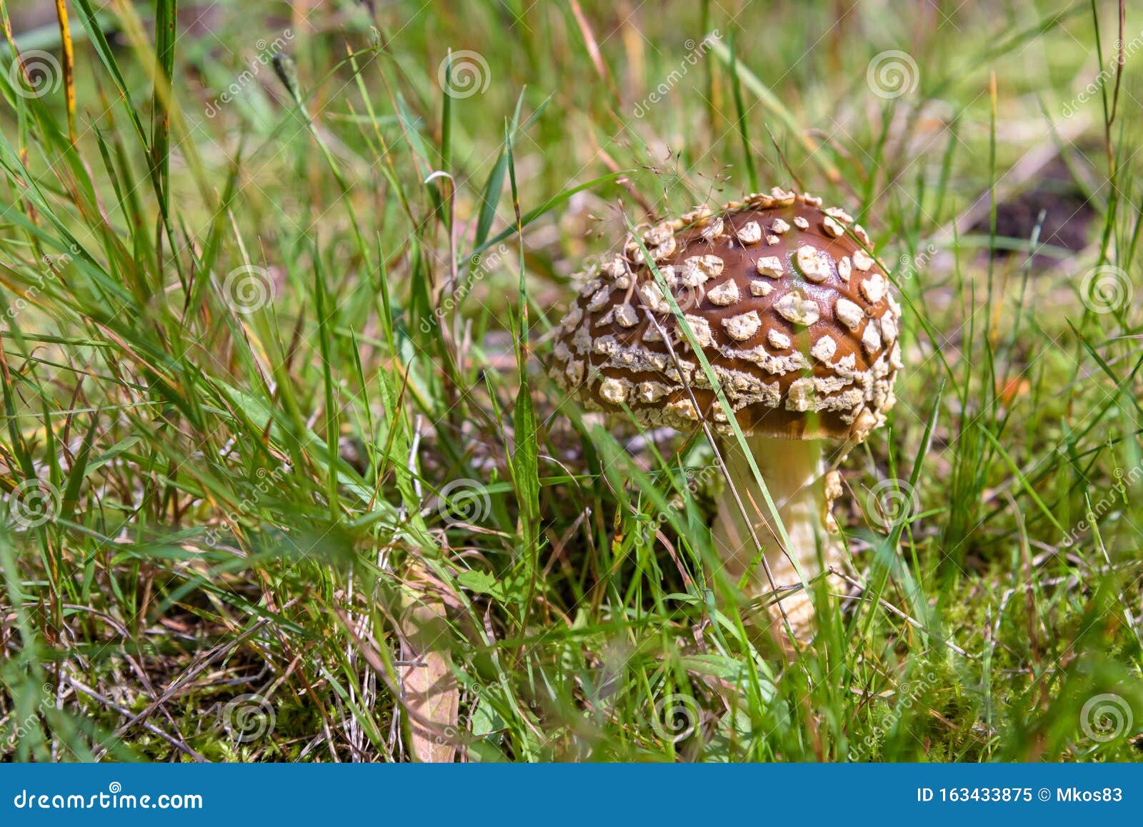 Brown Toadstool in a Forest Stock Image - Image of biology, closeup: 163433875