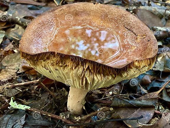Toadstood with Water Collected on the Top of it Stock Image - Image of ...