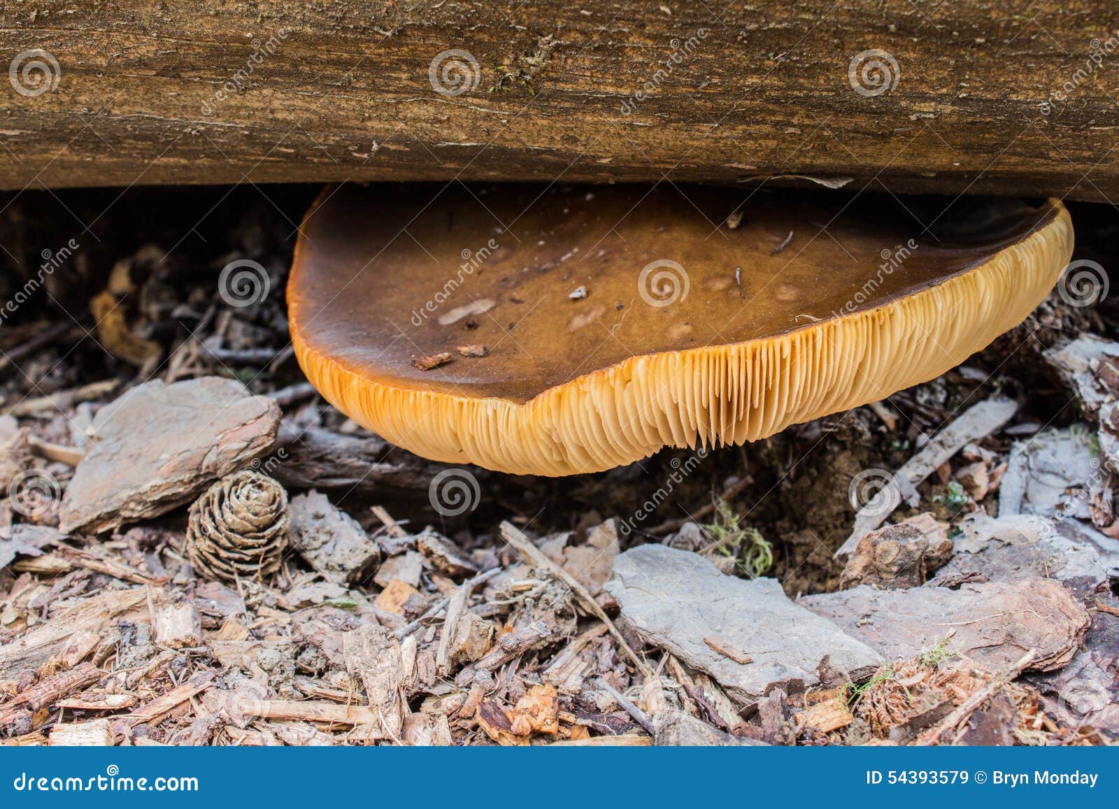 Brown Toadstool stock image. Image of brown, pinecone - 54393579