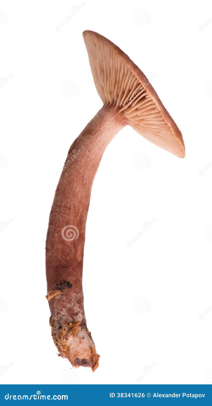 Brown Toadstool with Thin Stem Isolated on White Stock Photo - Image of ...