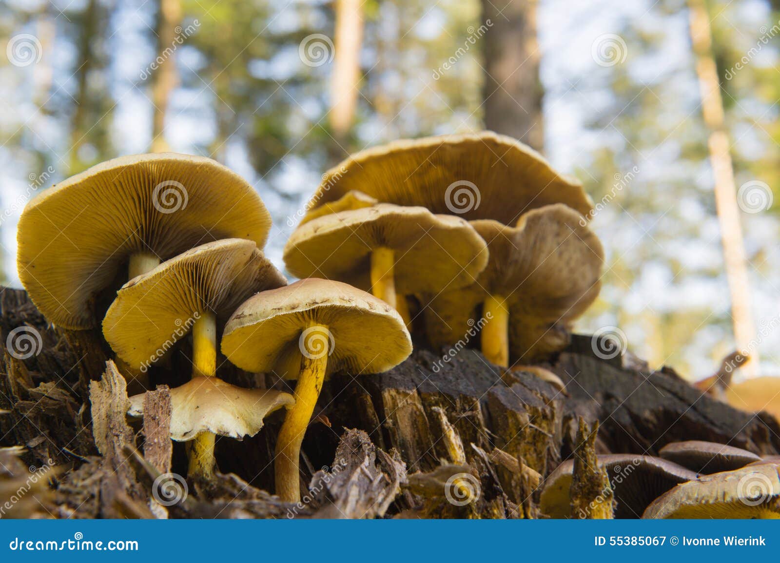 Brown toadstools in forest stock image. Image of common - 55385067