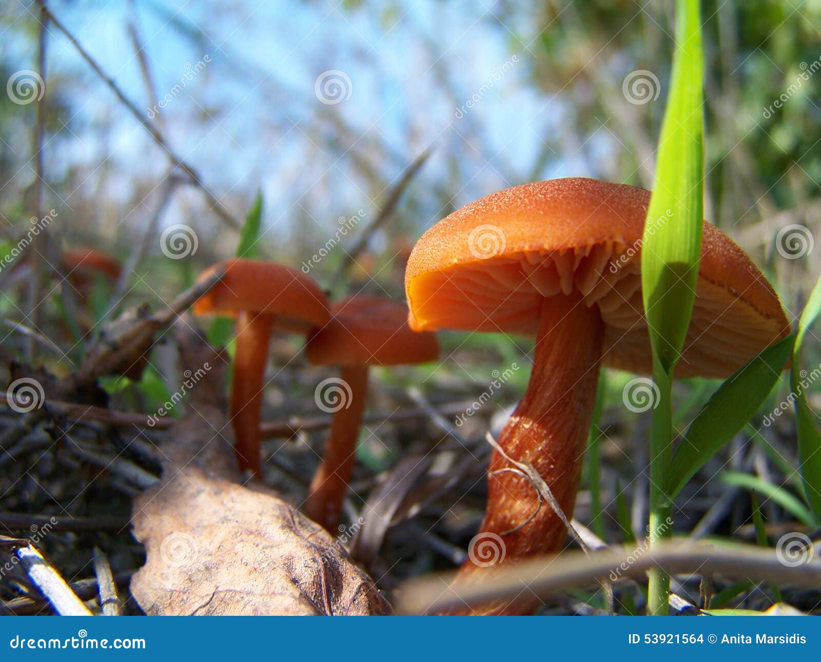 Brown toadstools stock photo. Image of mushroom, forest - 53921564