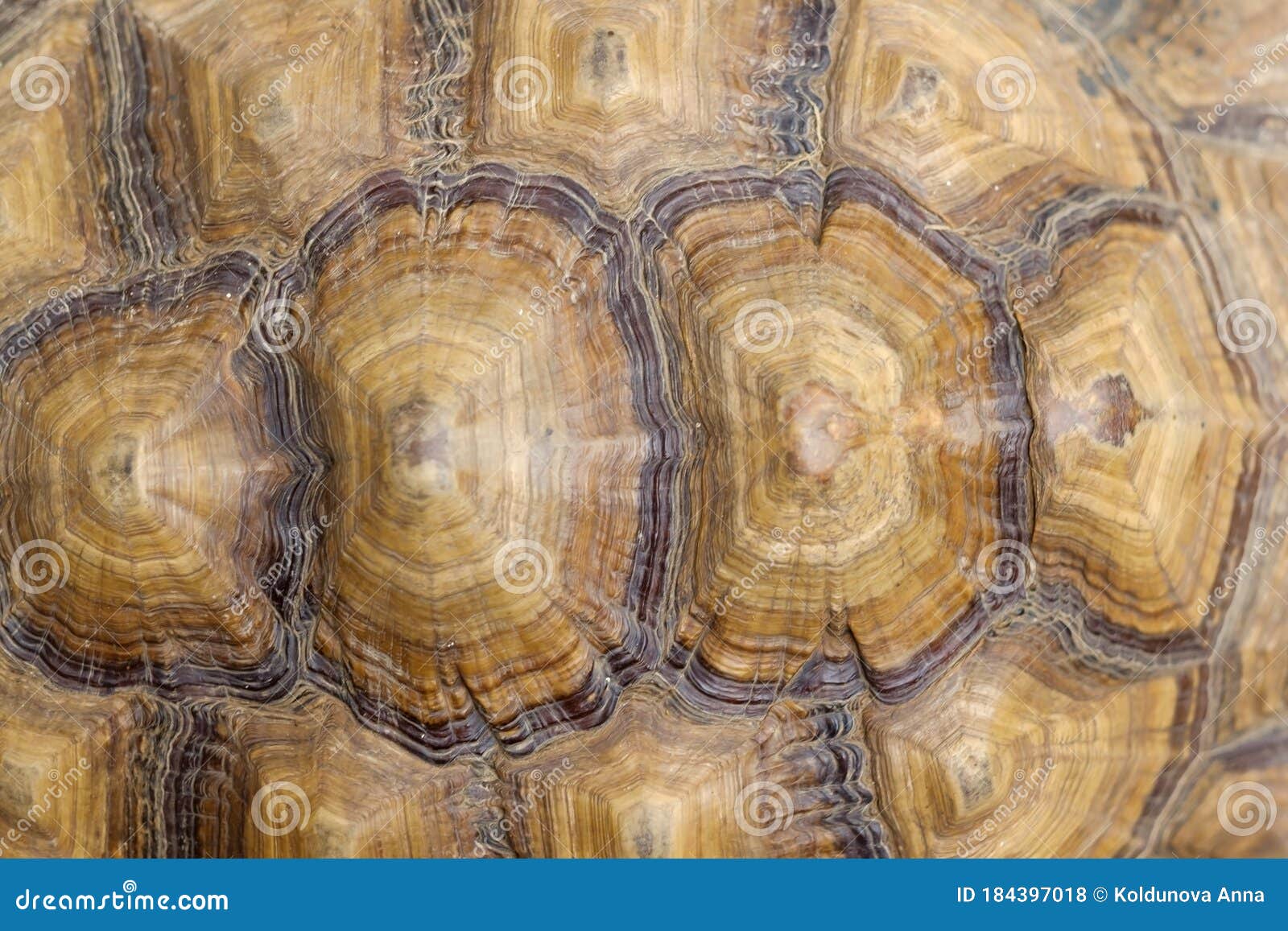 Photo of Brown Tortoise Shell Pattern. Top View Stock Photo - Image of ...