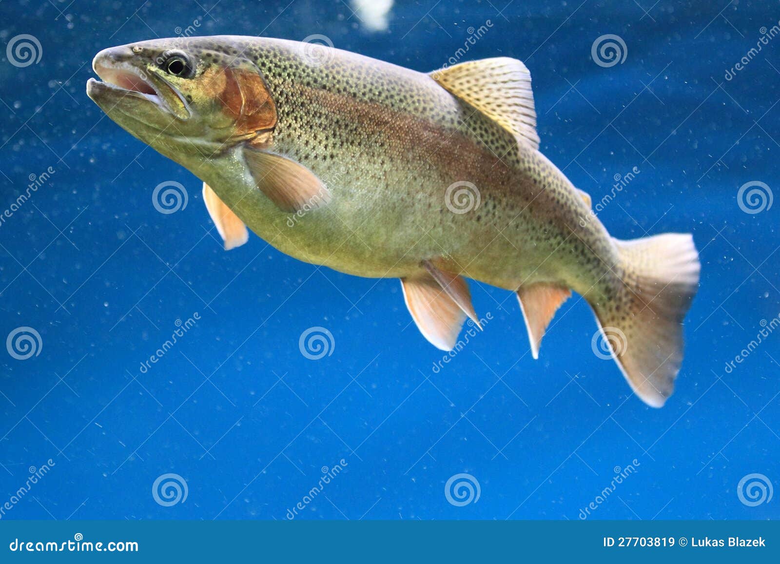 Brown tout stock image. Image of freshwater, tout, animal - 27703819