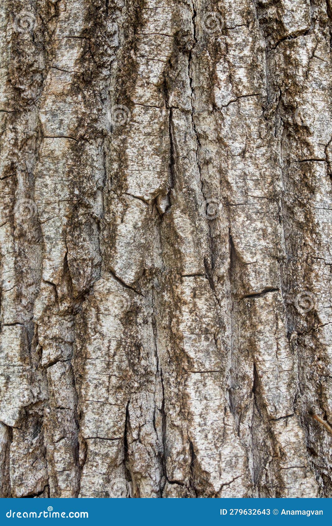 Brown Tree Bark with Deep Ridges. Texture Background. Stock Image ...