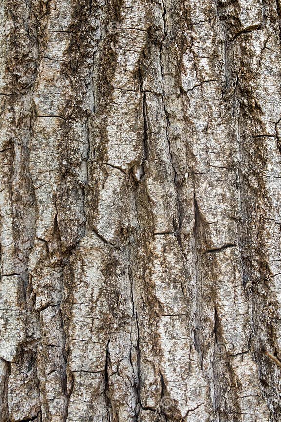 Brown Tree Bark with Deep Ridges. Texture Background. Stock Image ...