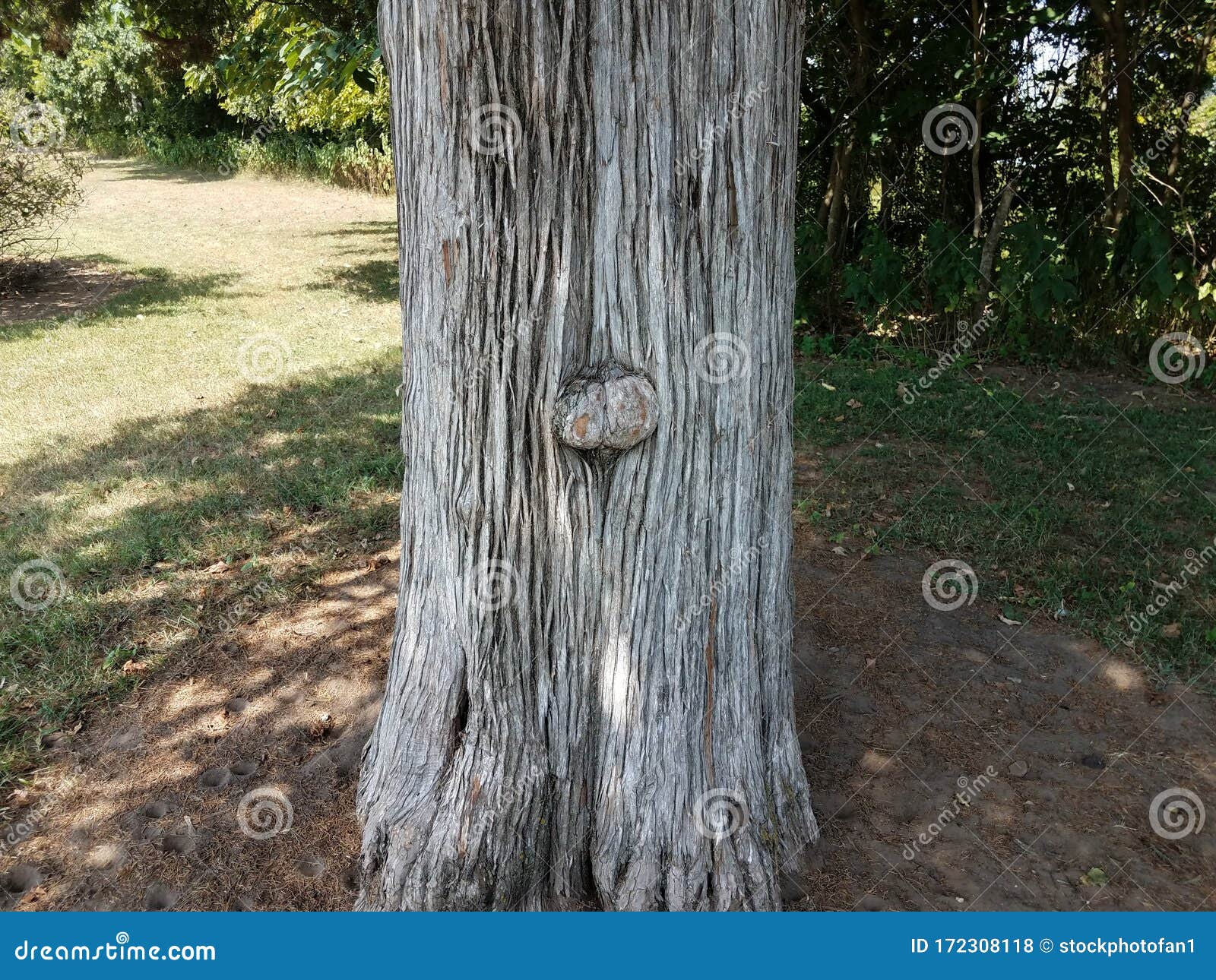 Brown Tree Bark with Knot Outdoor and Grass Stock Photo - Image of lawn ...