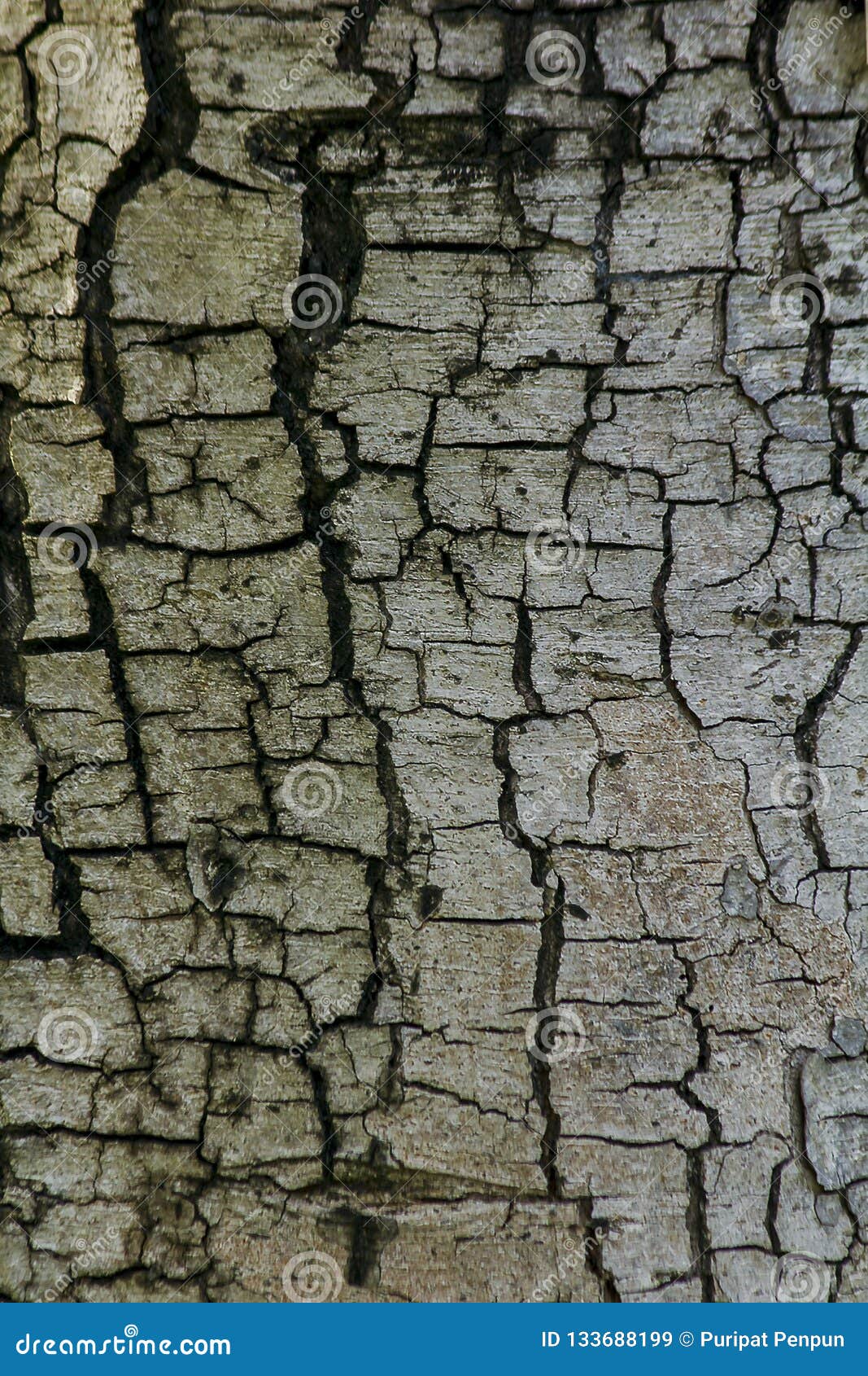 Brown tree bark in nature stock image. Image of forest - 133688199