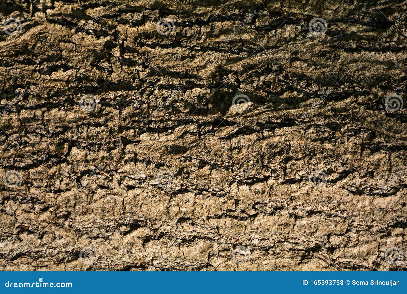 Brown tree bark texture. stock photo. Image of design - 165393758
