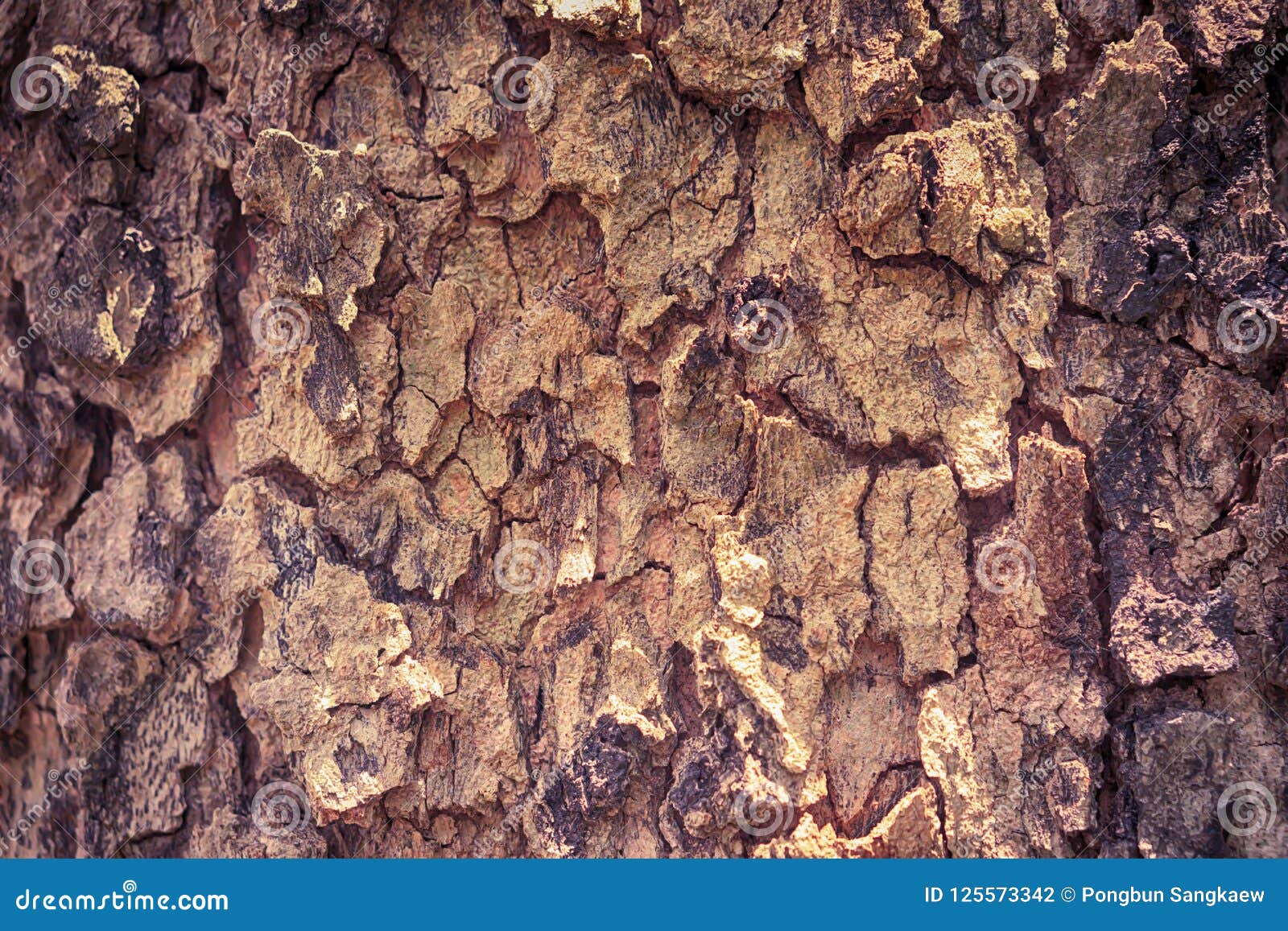Brown Tree Bark Texture for Background Stock Photo - Image of natural ...