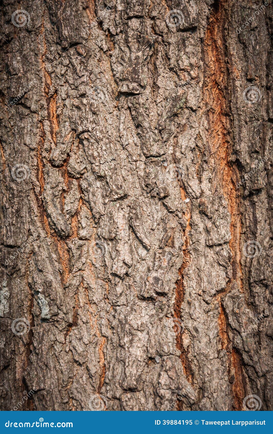 Brown tree bark texture stock image. Image of textured - 39884195