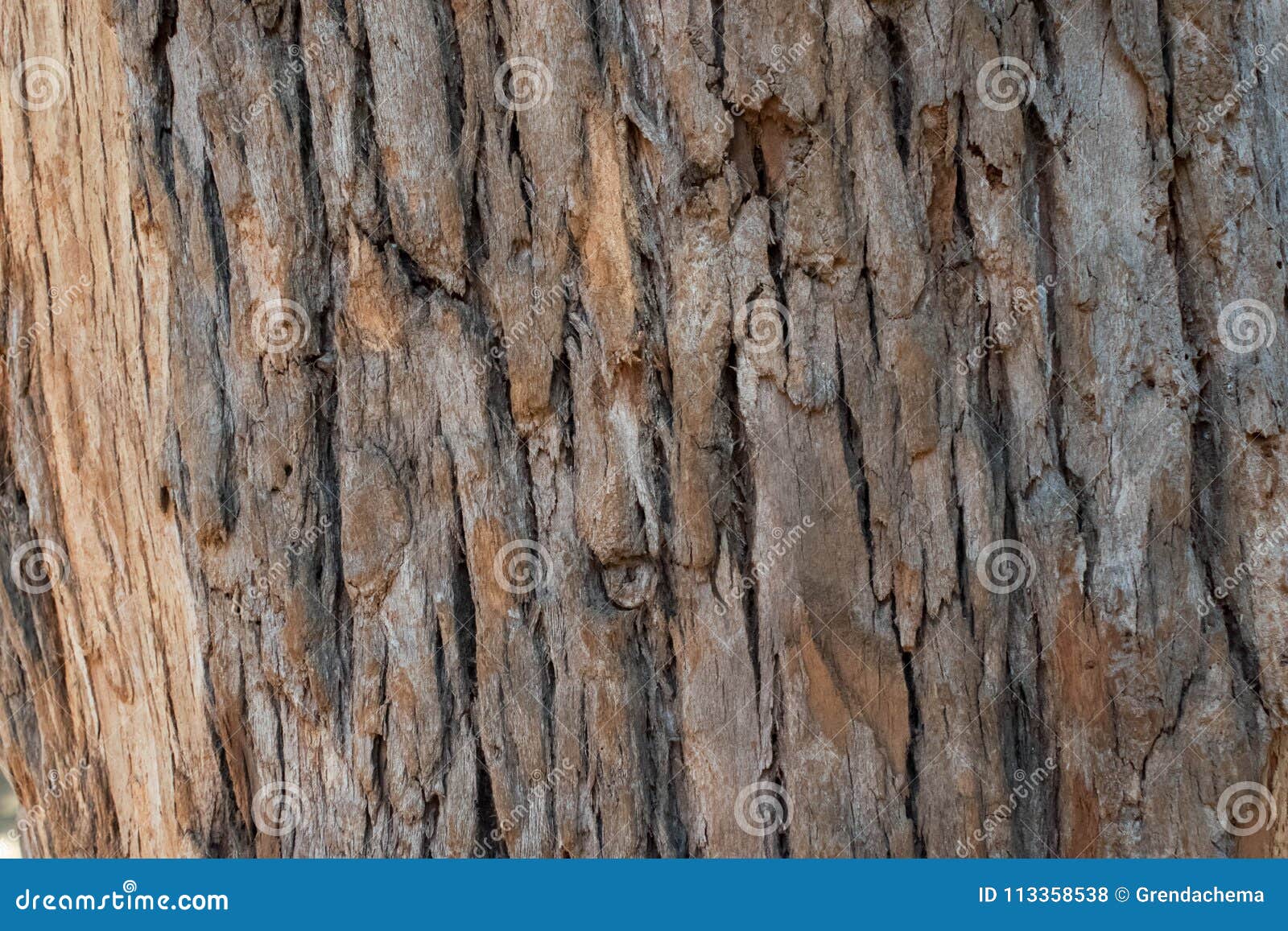 Brown tree bark texture stock photo. Image of closeup - 113358538