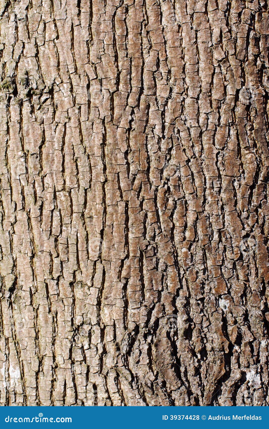 Brown Tree Bark Texture in Portrait Orientation Stock Photo - Image of ...