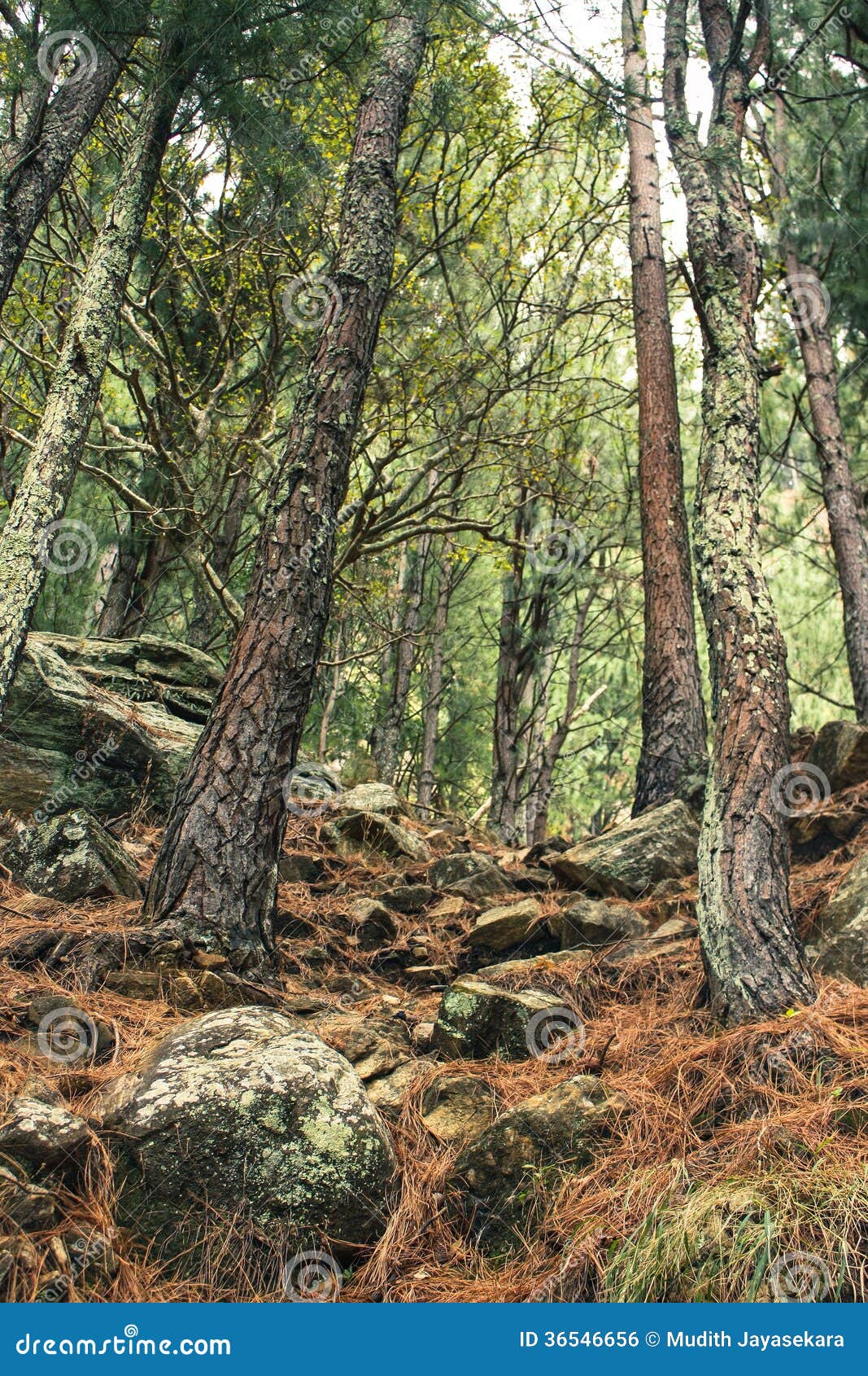 Brown Tree Forest stock photo. Image of season, poland - 36546656