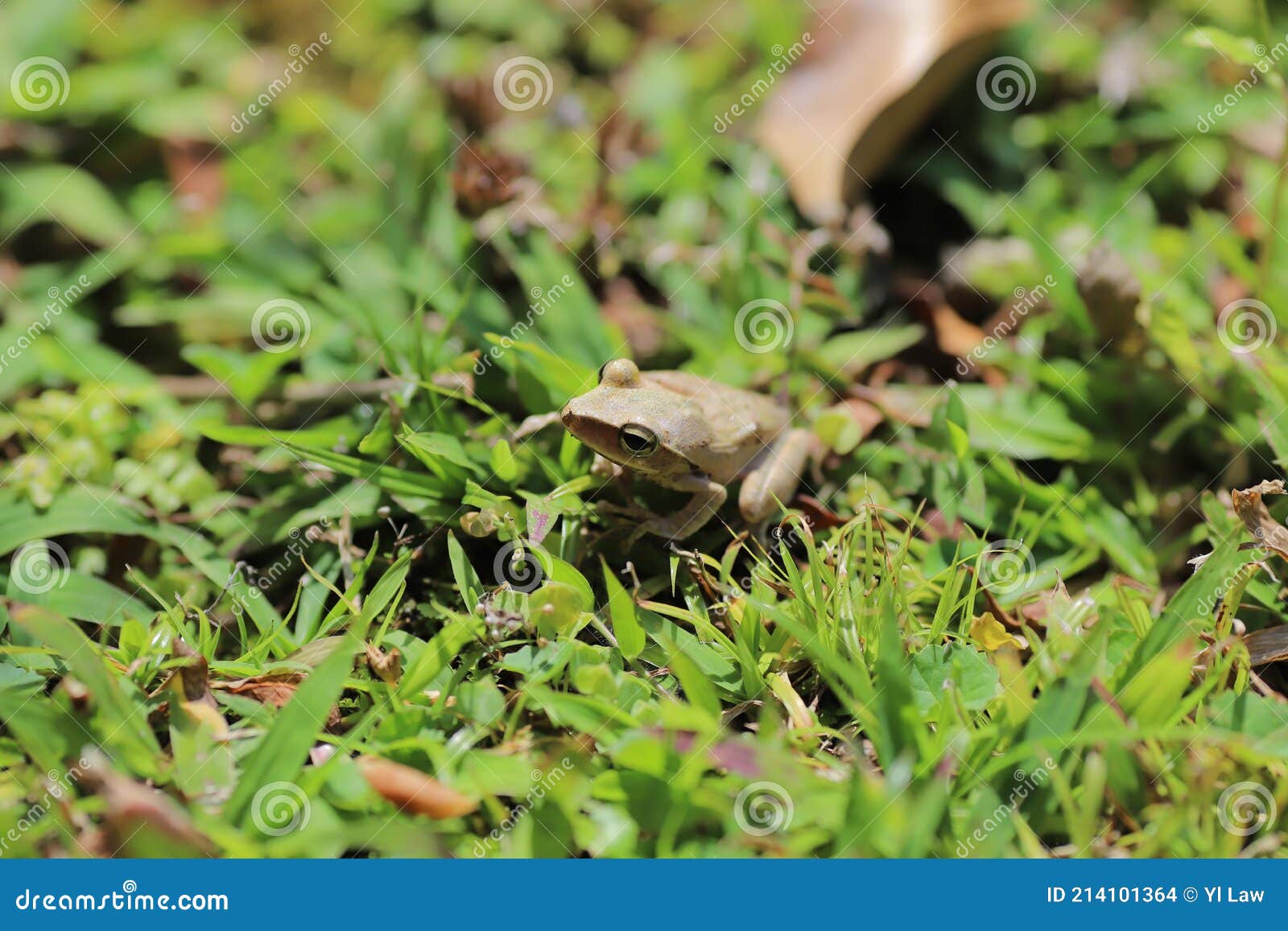 A Brown Tree Frog on the Grass Land Stock Photo - Image of polypedates ...