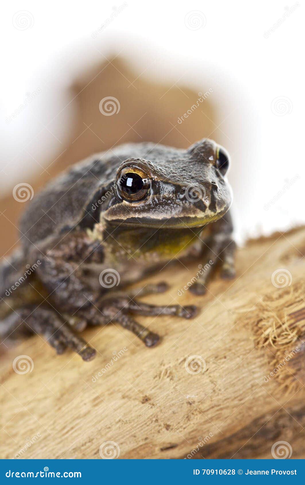 Brown Tree Frog stock photo. Image of ecosystem, reptile - 70910628