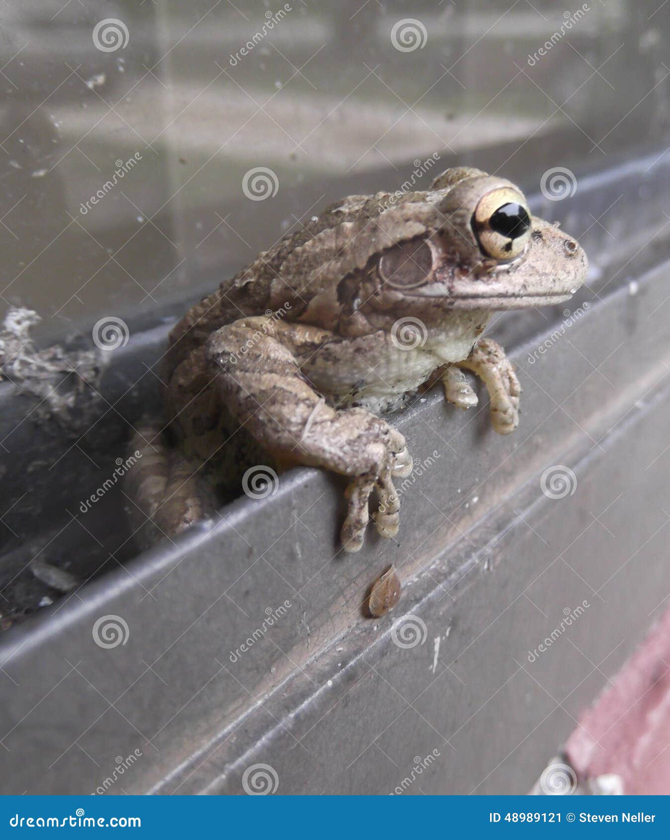 Lazy Frog Royalty-Free Stock Photo | CartoonDealer.com #45792345