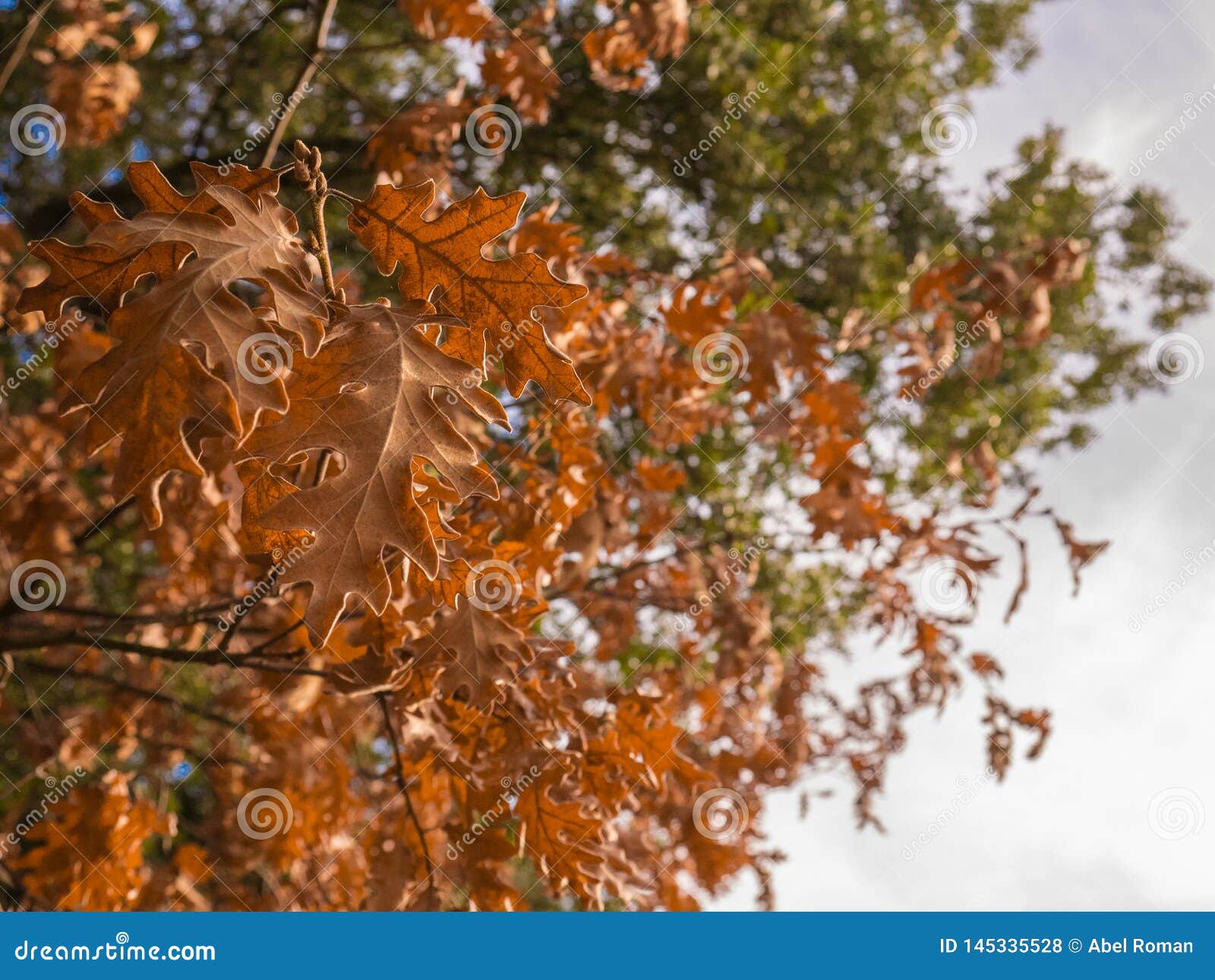 Brown Tree Leaves at the End of His Life Stock Photo - Image of ...