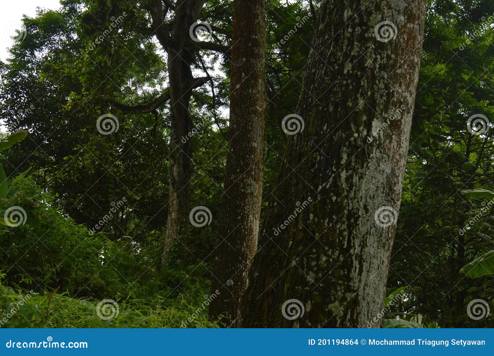 The Brown Tree Line in the Green Forest Stock Photo - Image of trunk ...